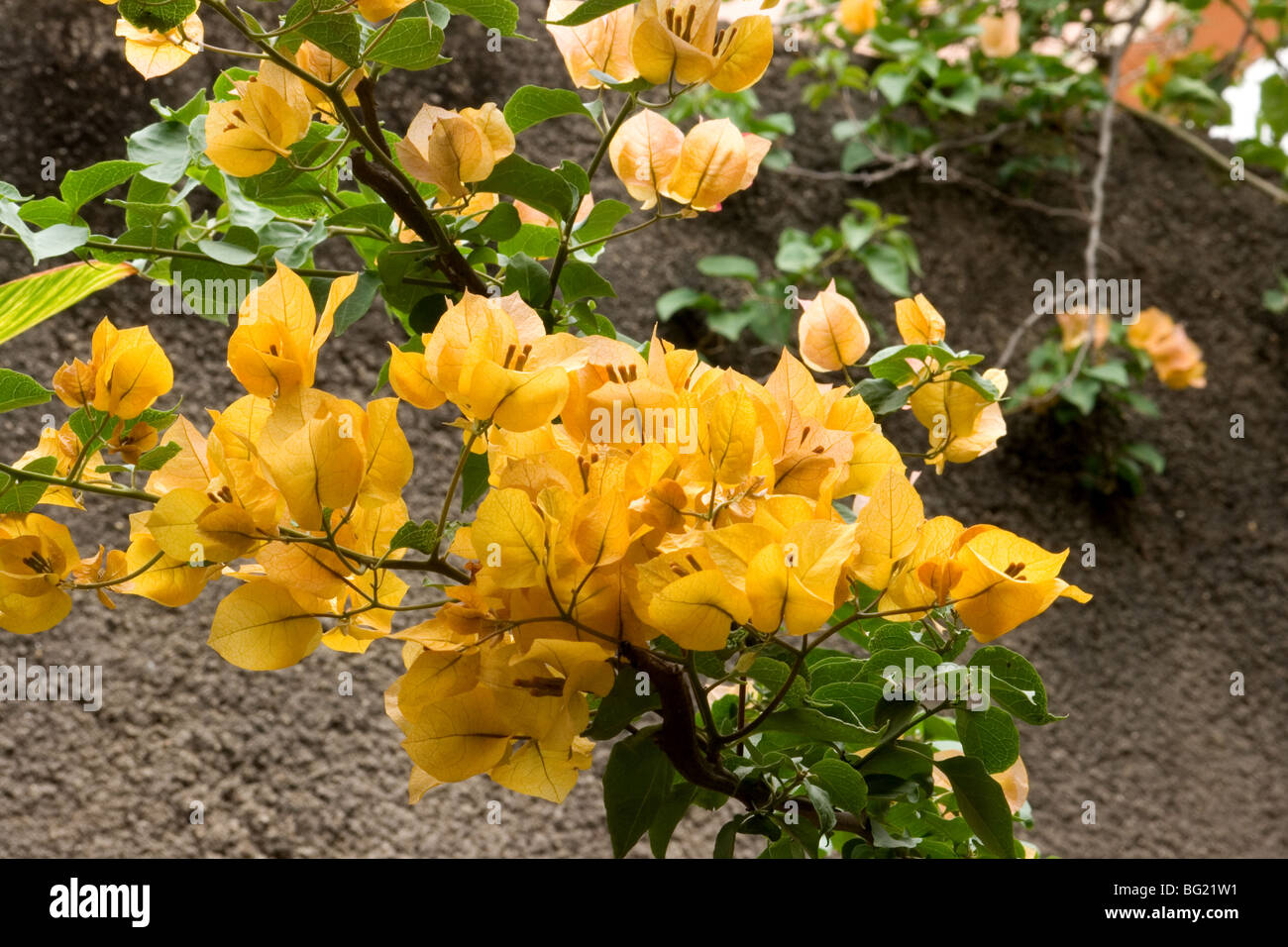 Close-up of yellow bougainvillea Stock Photo - Alamy