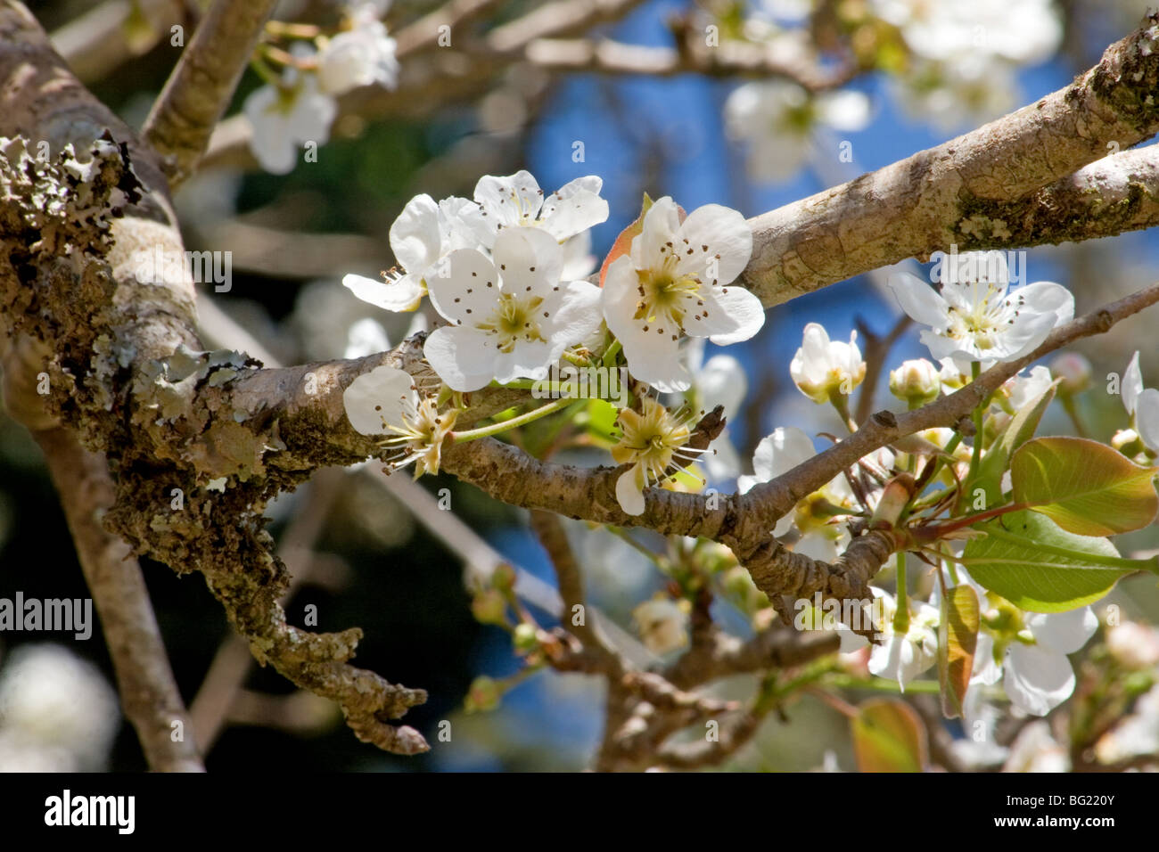 Close-up of pear tree in bloom Stock Photo - Alamy
