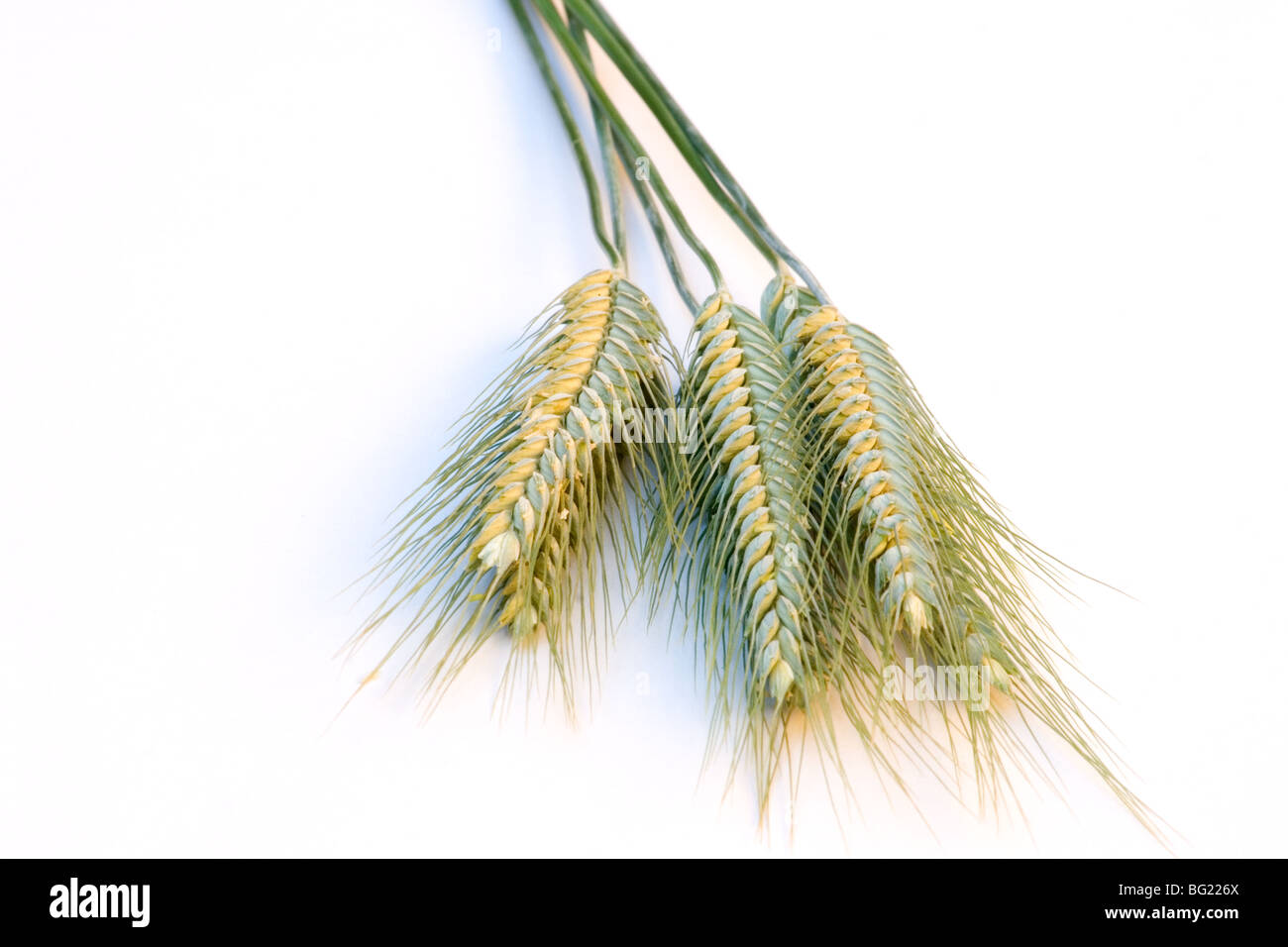 Wheat stalk Cut Out Stock Images & Pictures - Alamy