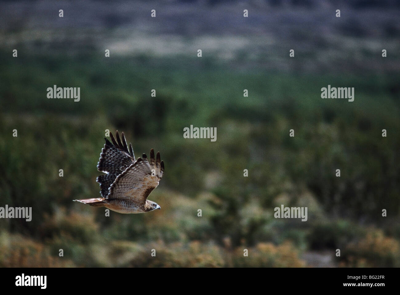 Bird flying over desert landscape hi-res stock photography and images ...