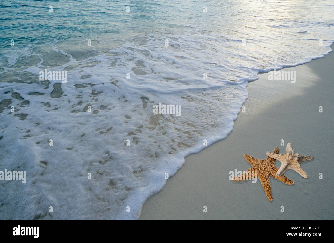 Two starfish hi-res stock photography and images - Alamy