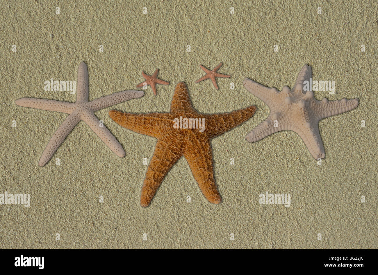 Starfish on beach Stock Photo - Alamy