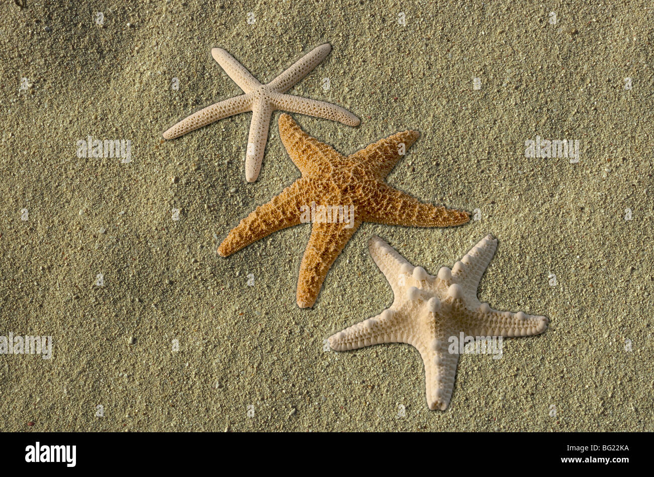 Starfish or sea stars on the beach hi-res stock photography and images ...