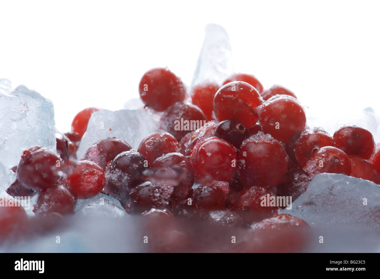 Ripe juicy cranberry on hi-res stock photography and images - Alamy