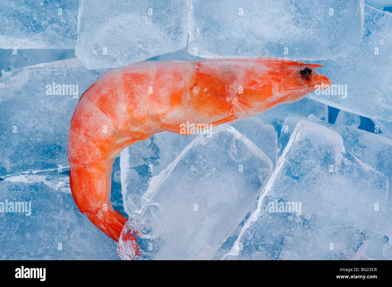 object on blue - raw food shrimp with ice Stock Photo - Alamy