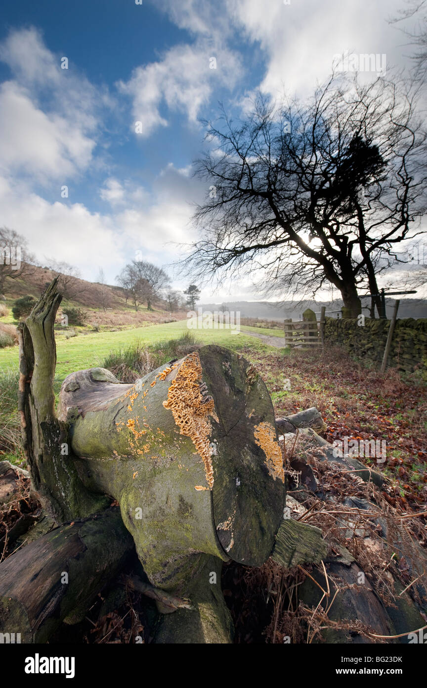 Fungi growing on the end of chopped down tree Stock Photo - Alamy