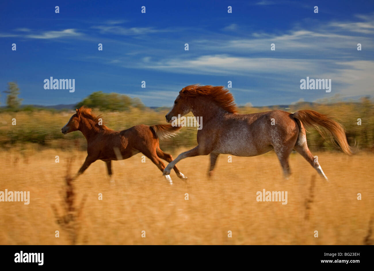 Baby Ponies Pictures