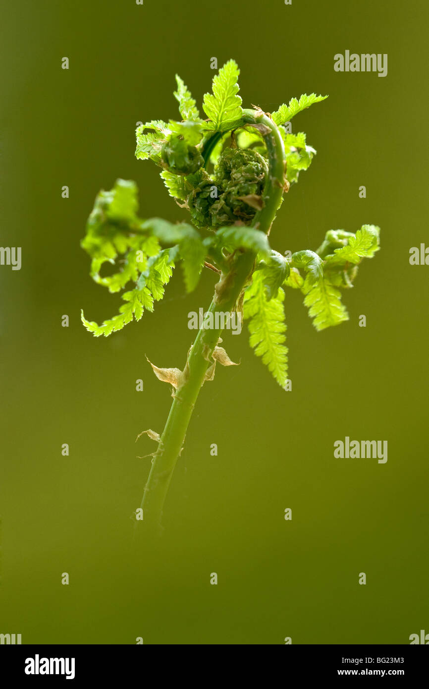 Fan Fern High Resolution Stock Photography and Images - Alamy