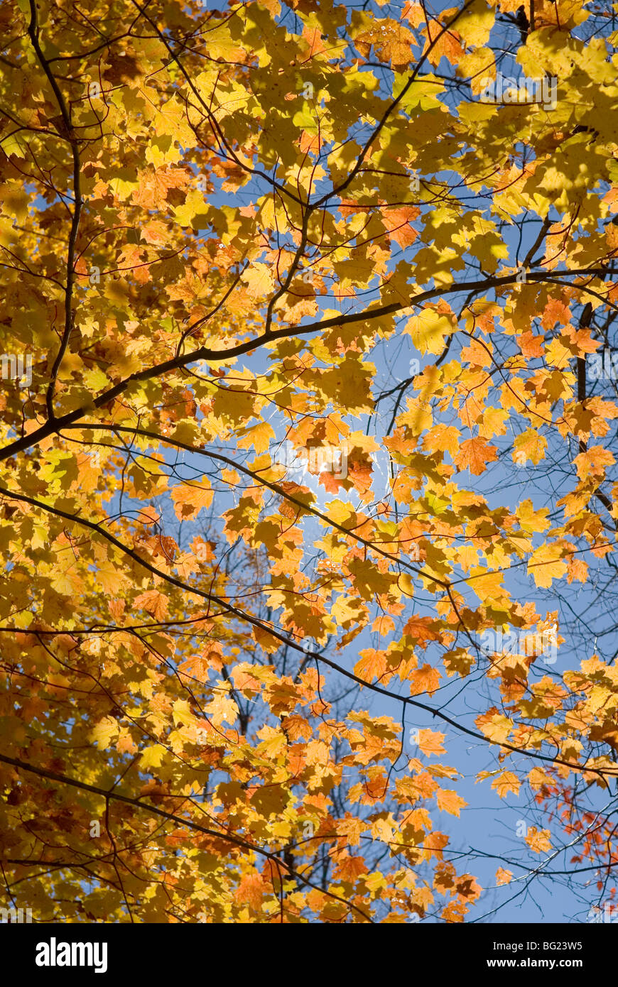 Maple trees in full autumn foliage Green Mountains Vermont USA Stock ...