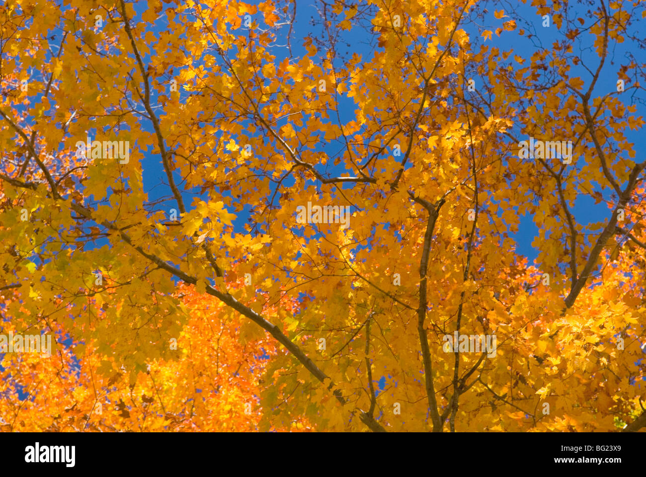 Maple trees in full autumn foliage Green Mountains Vermont USA Stock ...