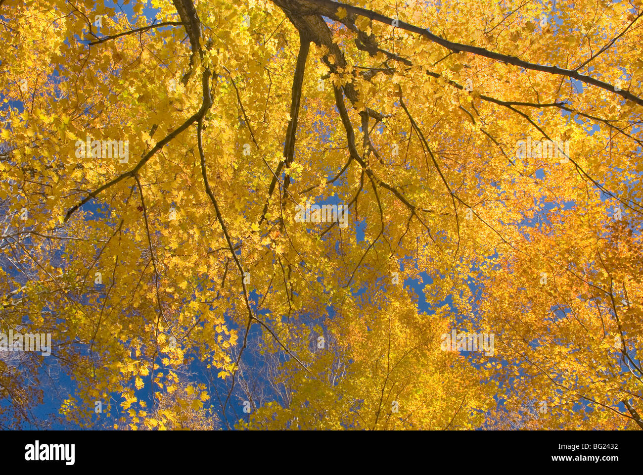 Maple trees in full autumn foliage Green Mountains Vermont USA Stock ...