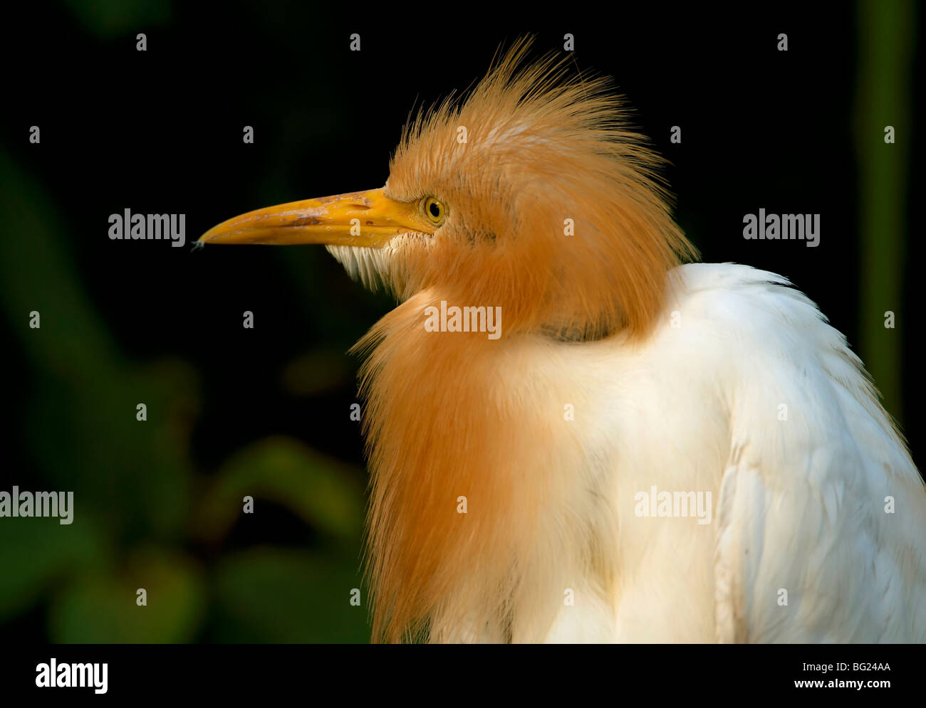Avian breeding plumage hi-res stock photography and images - Alamy