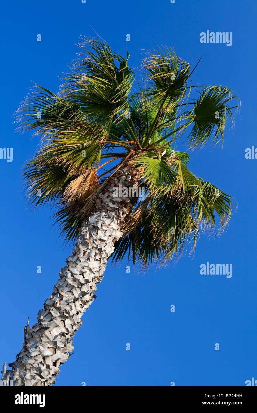View looking up at palm tree with blue sky behind Stock Photo - Alamy