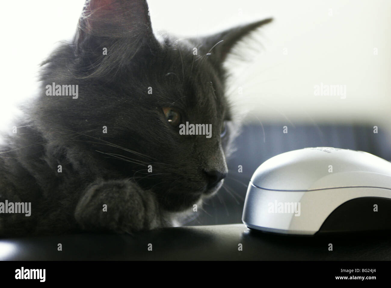 Funny cats computer hi-res stock photography and images - Alamy