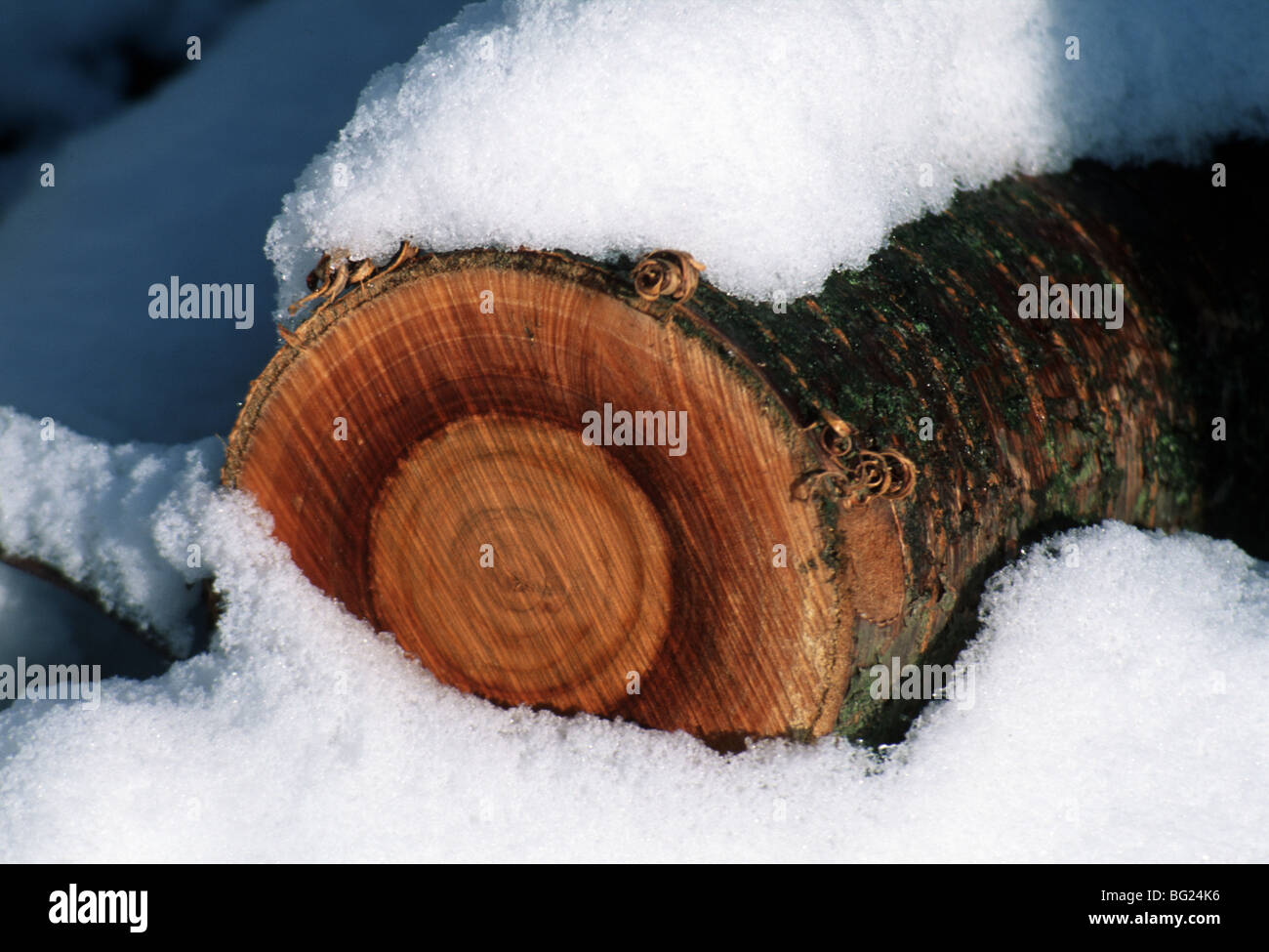Year rings showing age of a tree Stock Photo - Alamy