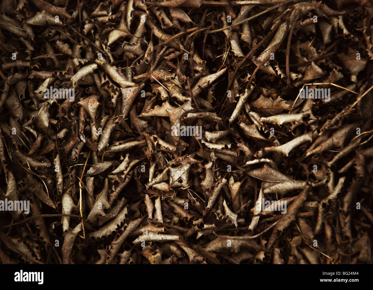 fauna and flora Stock Photo - Alamy