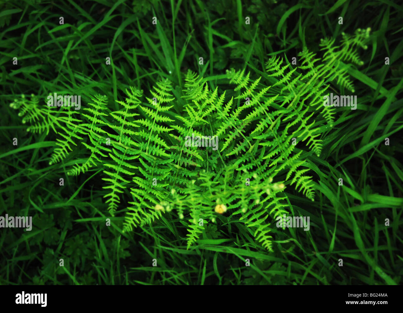 fauna and flora Stock Photo - Alamy