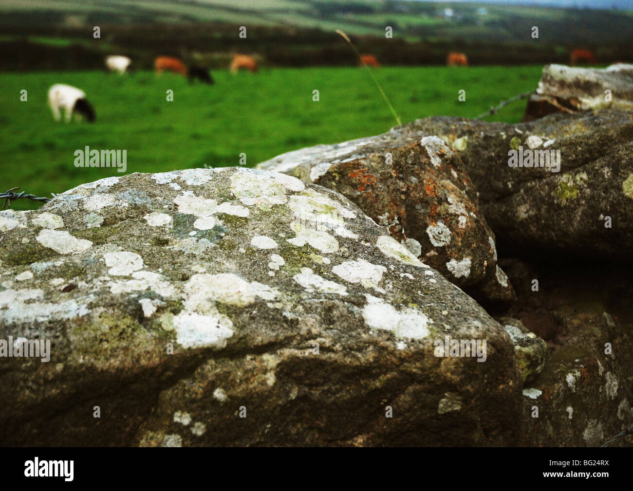 fauna and flora Stock Photo - Alamy