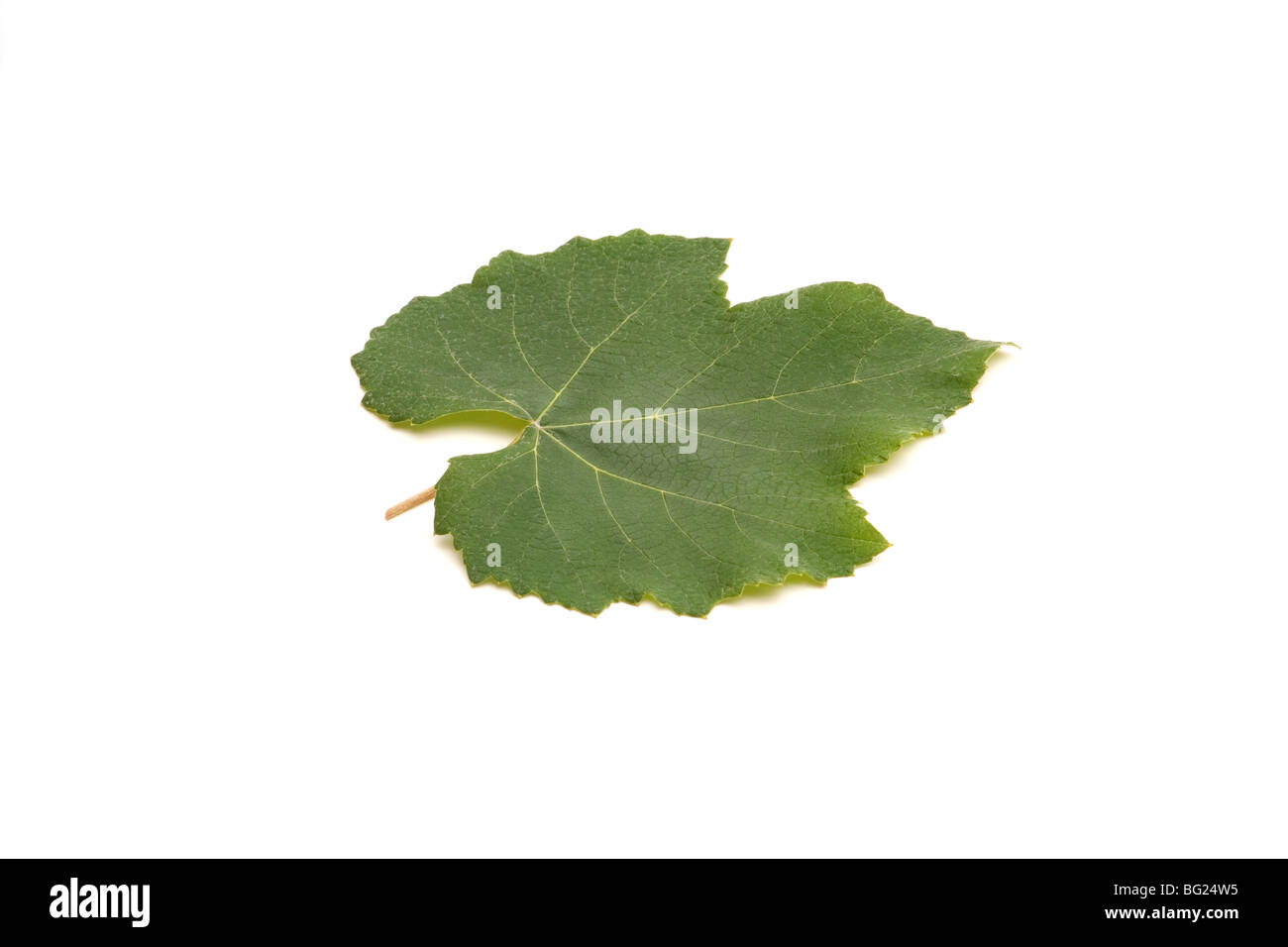 Close up grapevine leaves Cut Out Stock Images & Pictures - Alamy