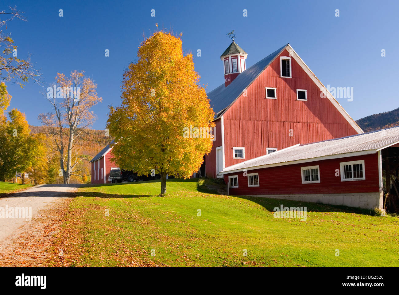 Classic red new England Barn with maple tree in autumn, Vermont USA ...