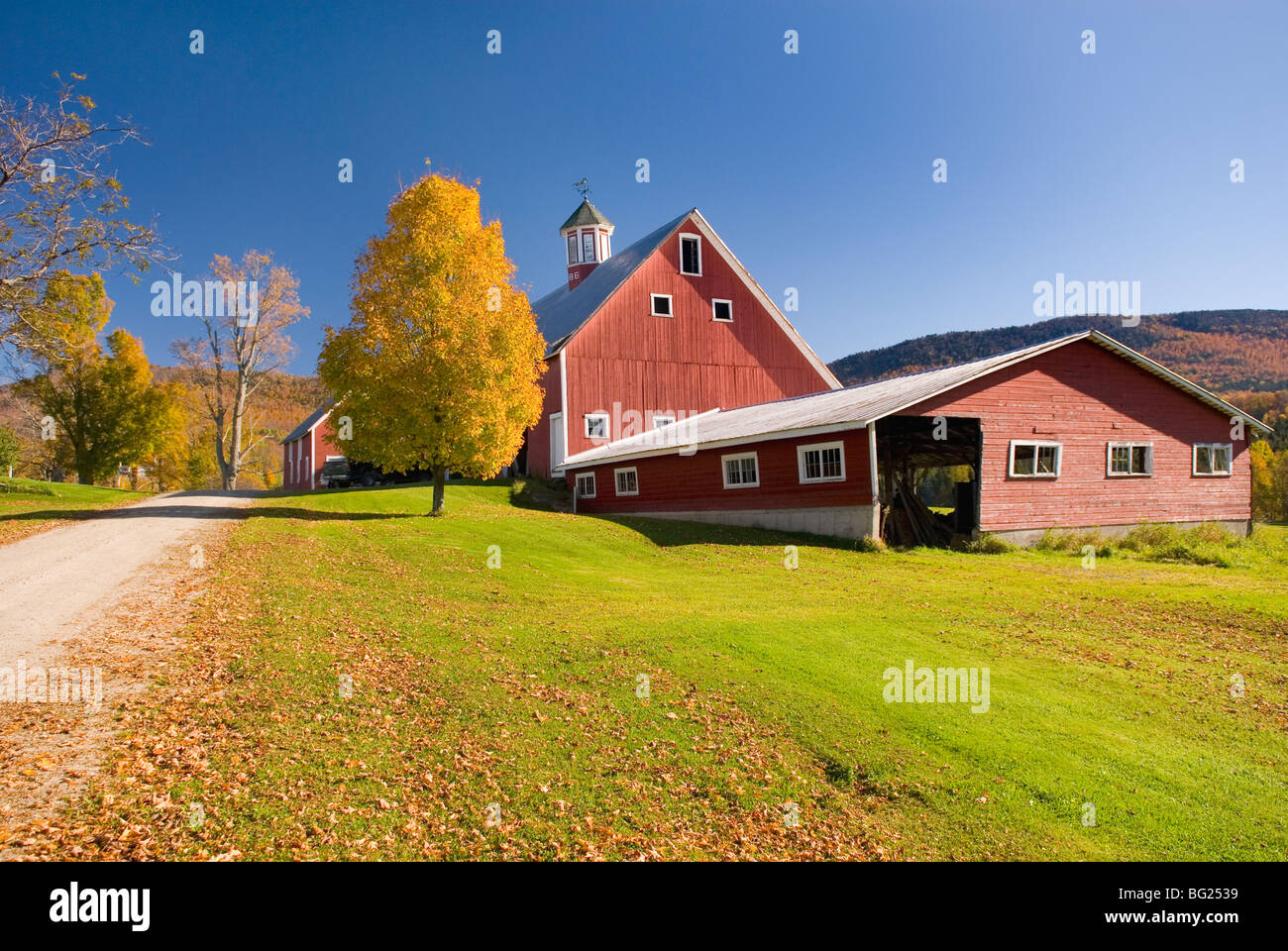 Classic red new England Barn with maple tree in autumn, Vermont USA ...