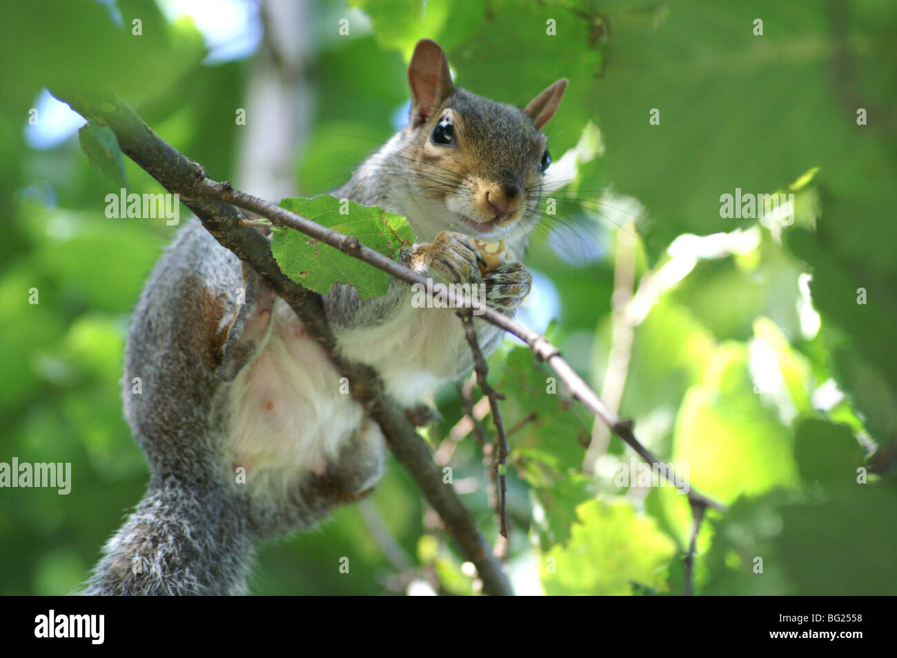 Grey squirrel in a tree Stock Photo - Alamy