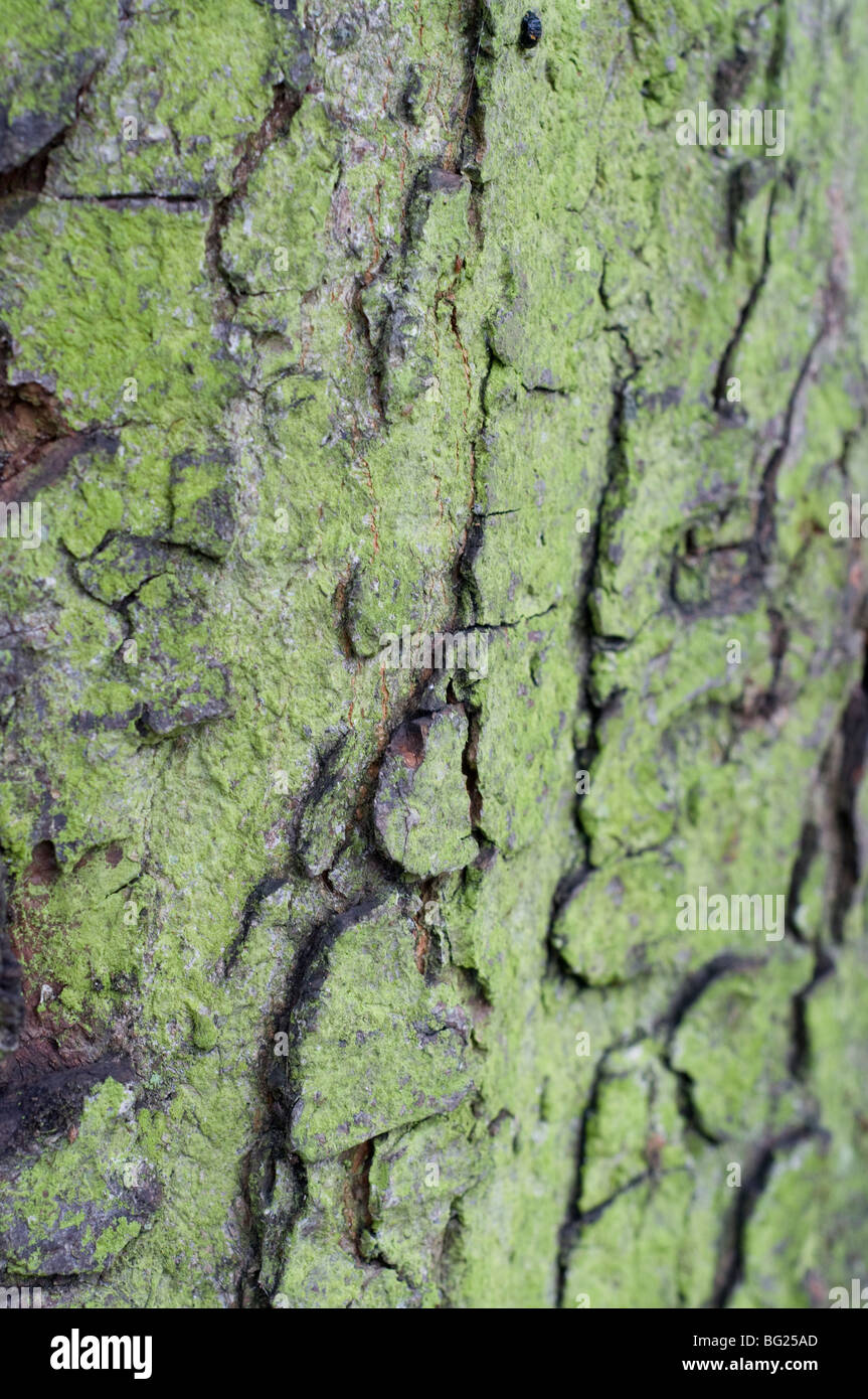 Bark tree hi-res stock photography and images - Alamy