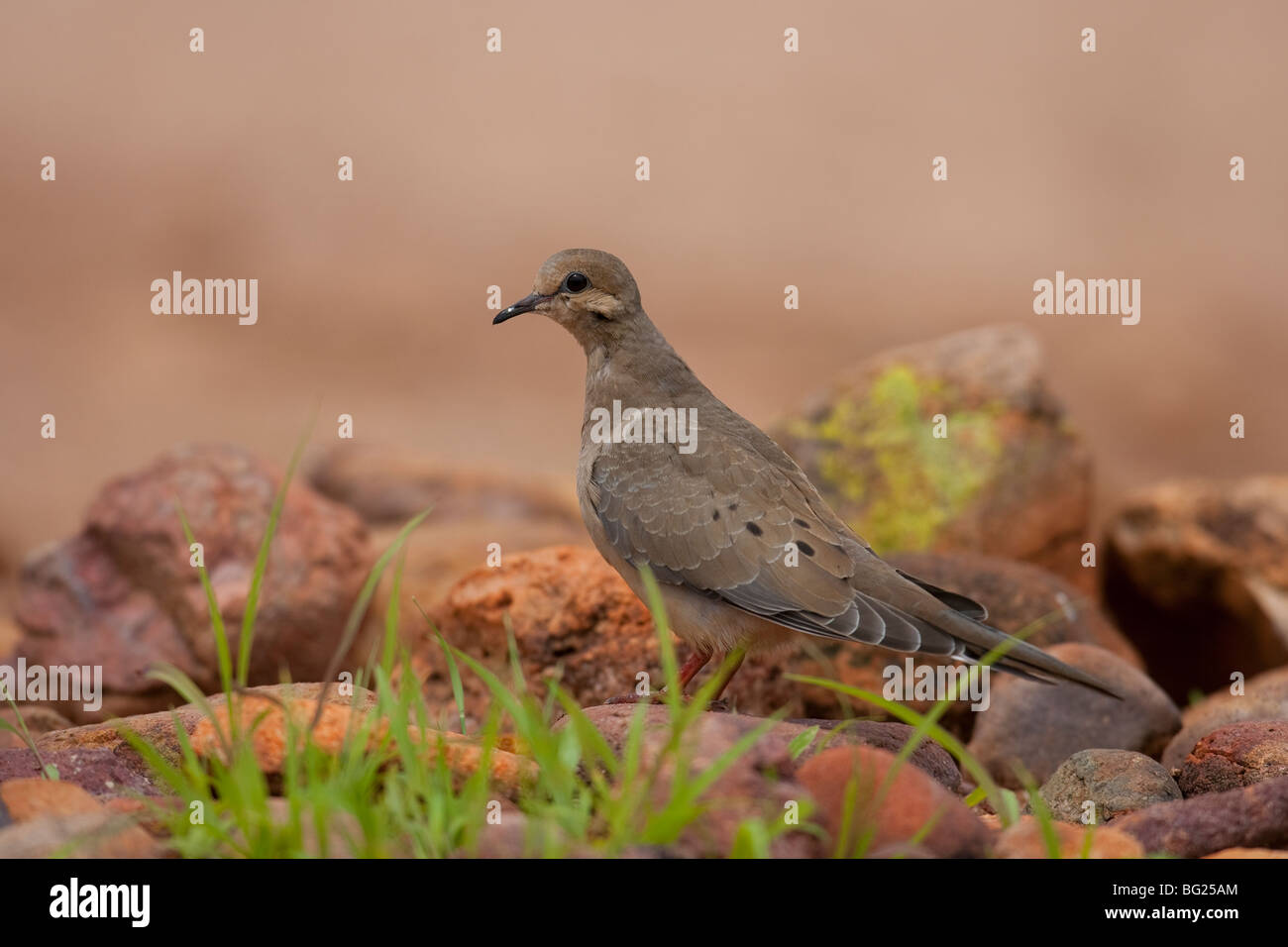 Mourning Dove (Zenaida macroura marginella), juvenile Stock Photo - Alamy