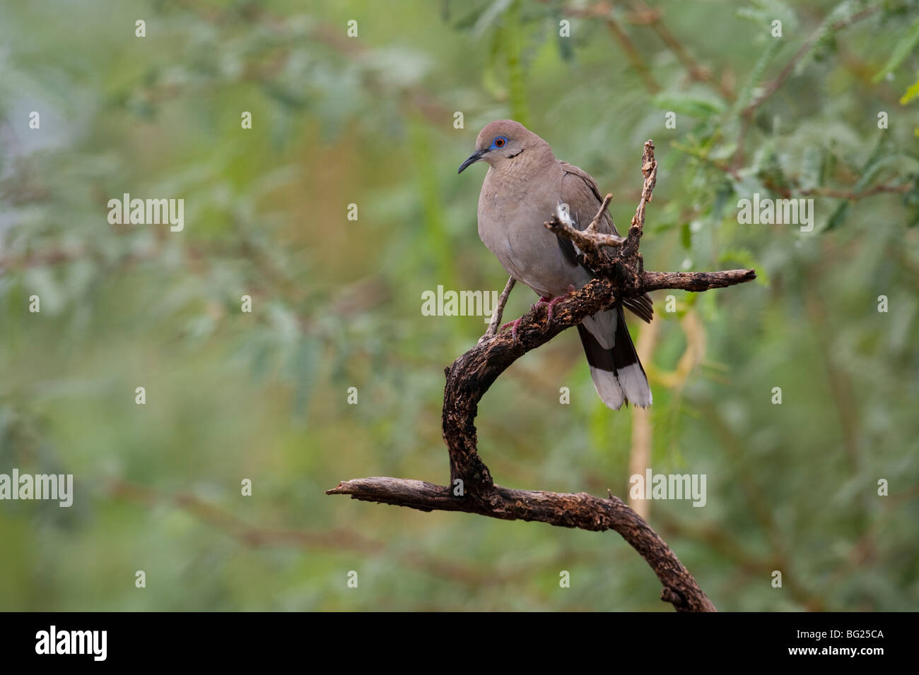 White Winged Dove Zenaida Asiatica Mearnsi Juvenile Stock Photo Alamy