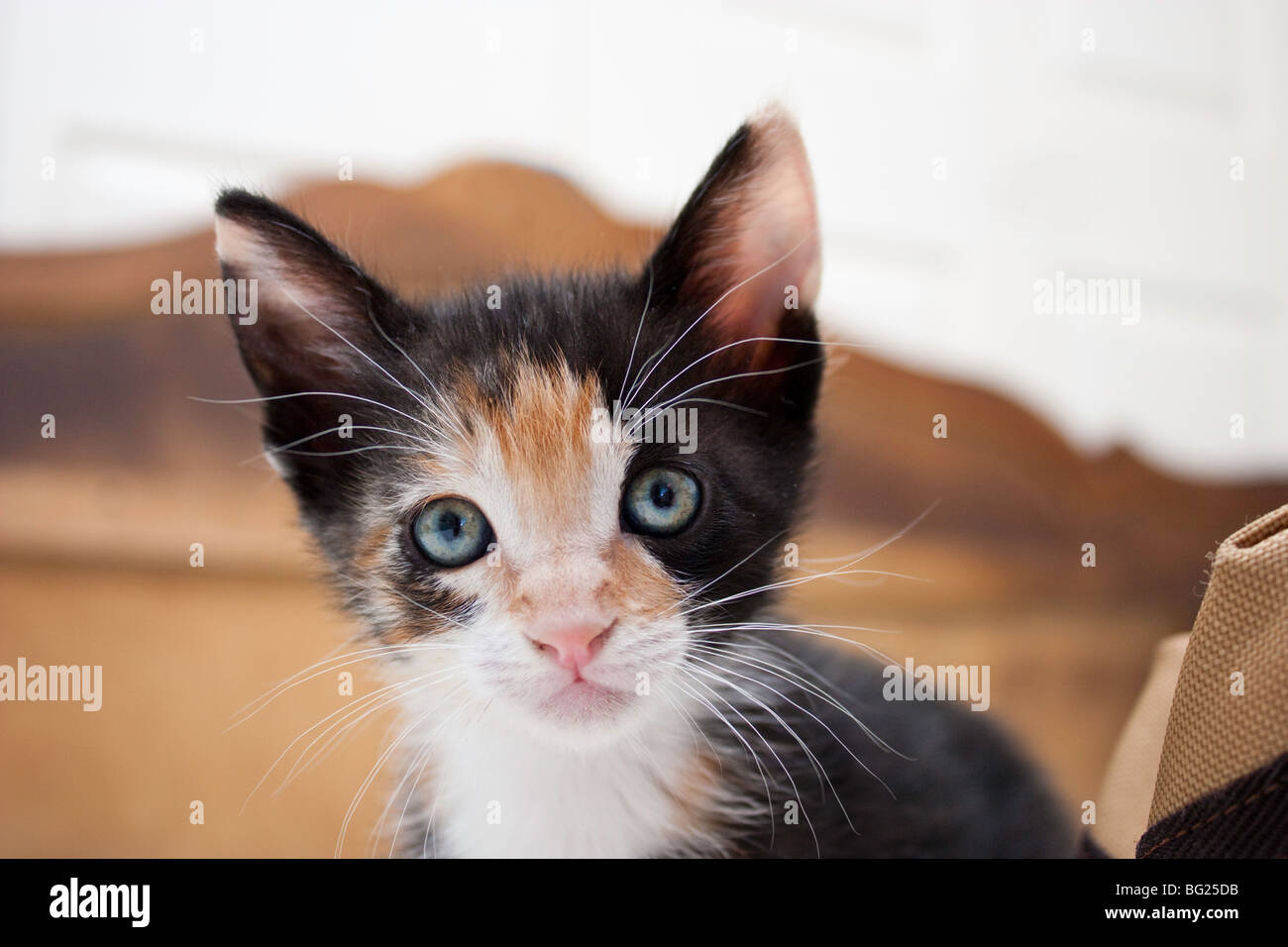 A kitten playing Stock Photo - Alamy