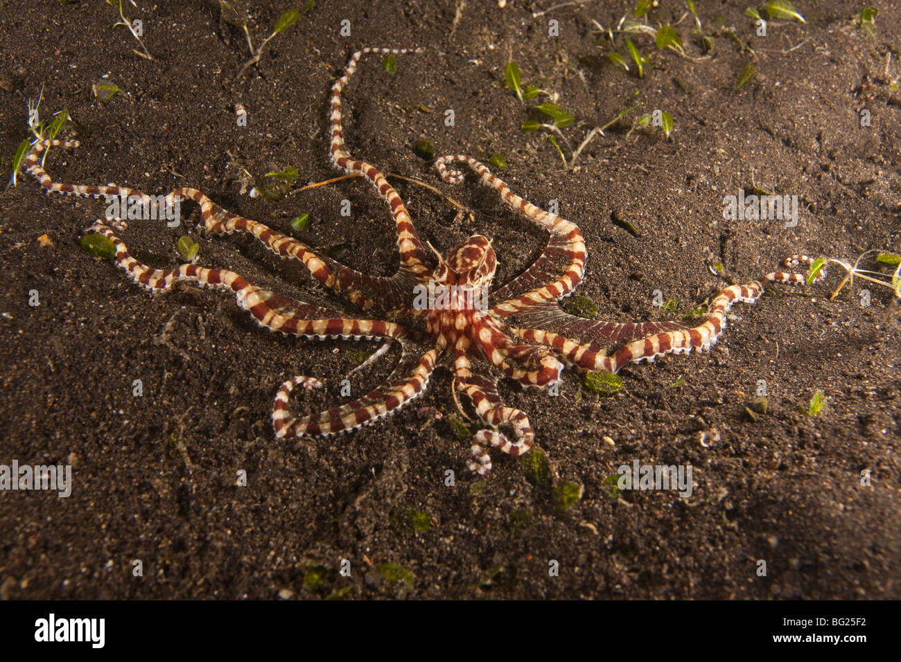 Thaumoctopus mimicus hi-res stock photography and images - Alamy