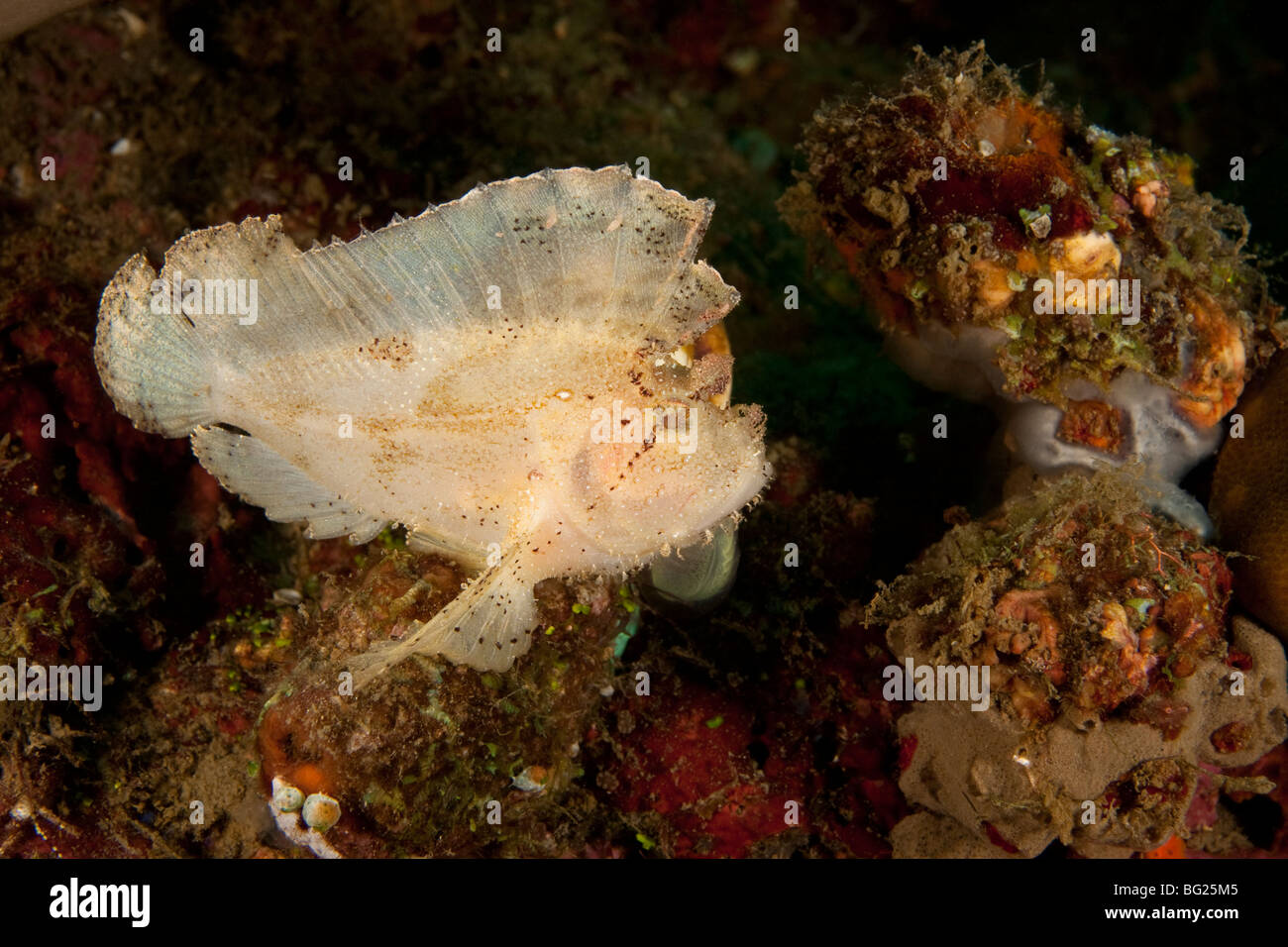 Leaf Scorpionfish (Taenianotus triacanthus), white variation, Lembeh ...