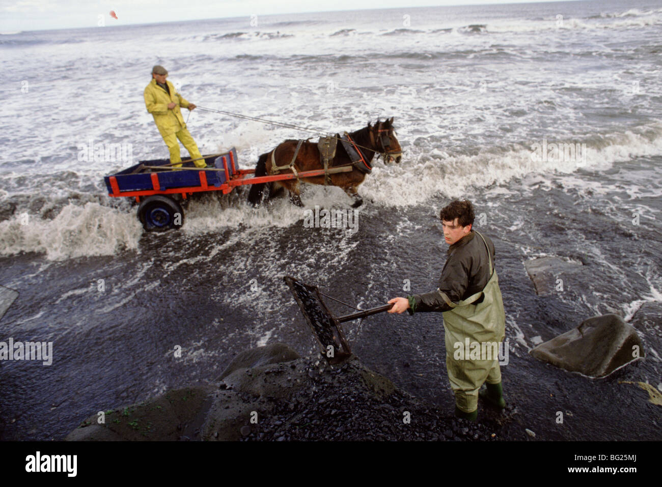 Sea-coaling at Seaham, County Durham, England, UK . Coal washed ashore ...