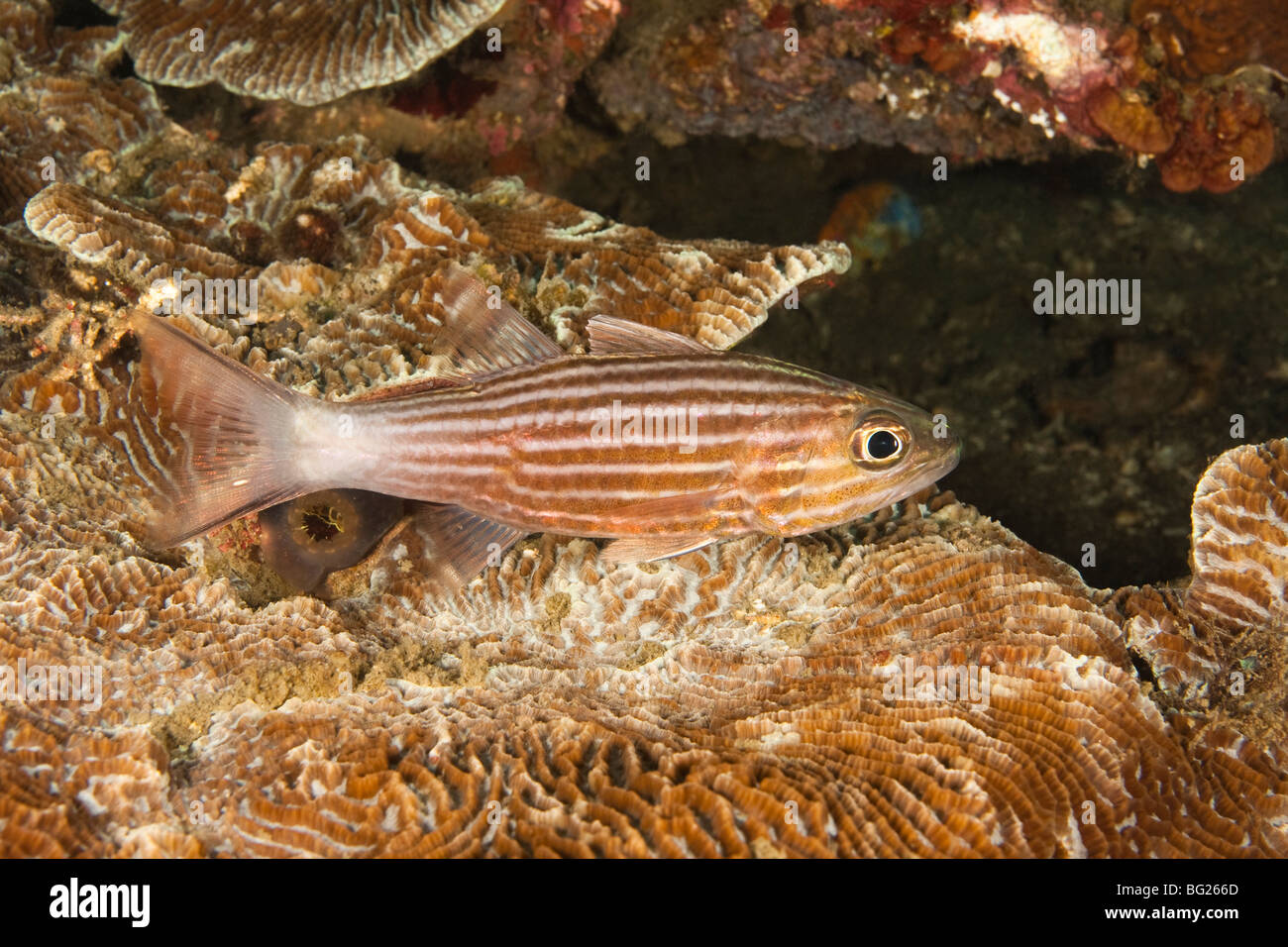 Tiger Cardinalfish (Cheilodipterus macrodon), Lembeh Strait, North ...