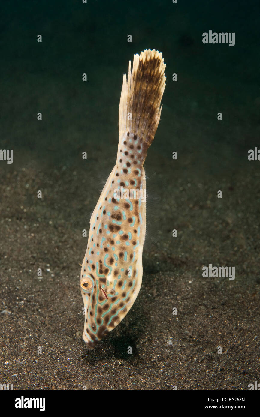 Scrawled Filefish Juvenile