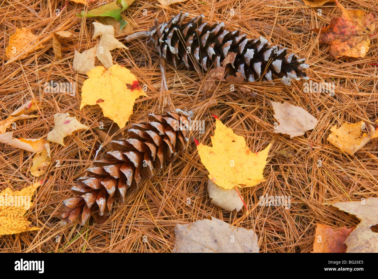 Pine cones and maple leaves White Mountains New hampshire USA Stock ...