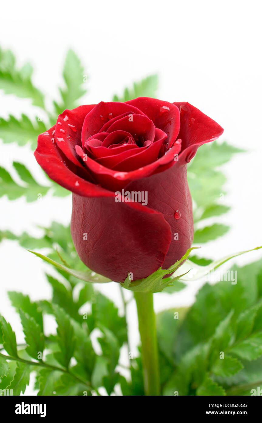 Red rose cut out hi-res stock photography and images - Alamy