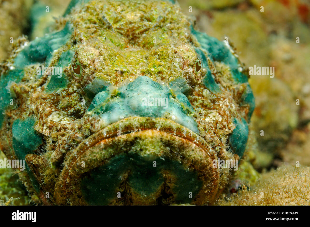 Reef Stonefish Reef High Resolution Stock Photography and Images - Alamy