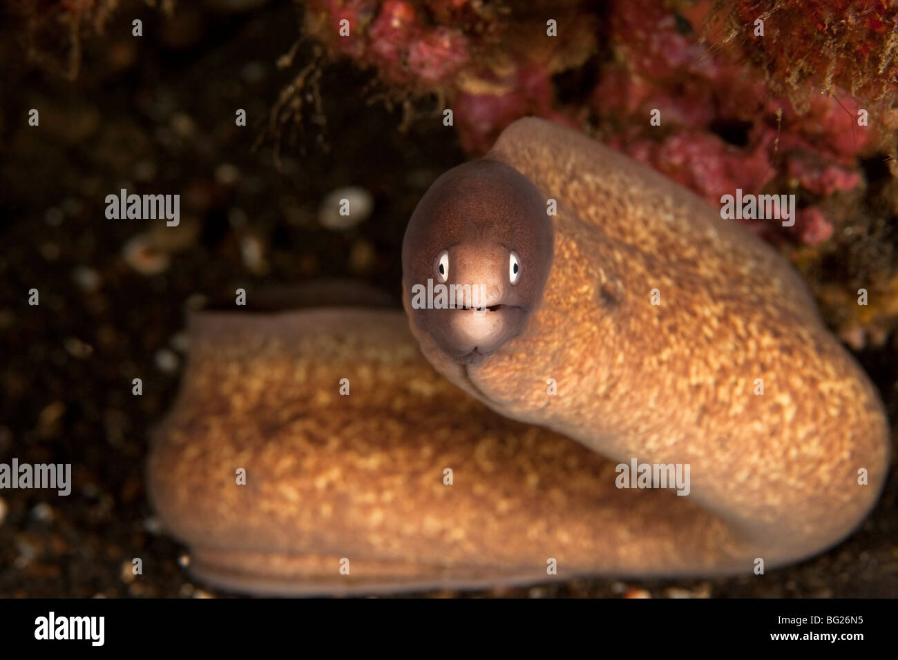 White eyed moral eel hi-res stock photography and images - Alamy