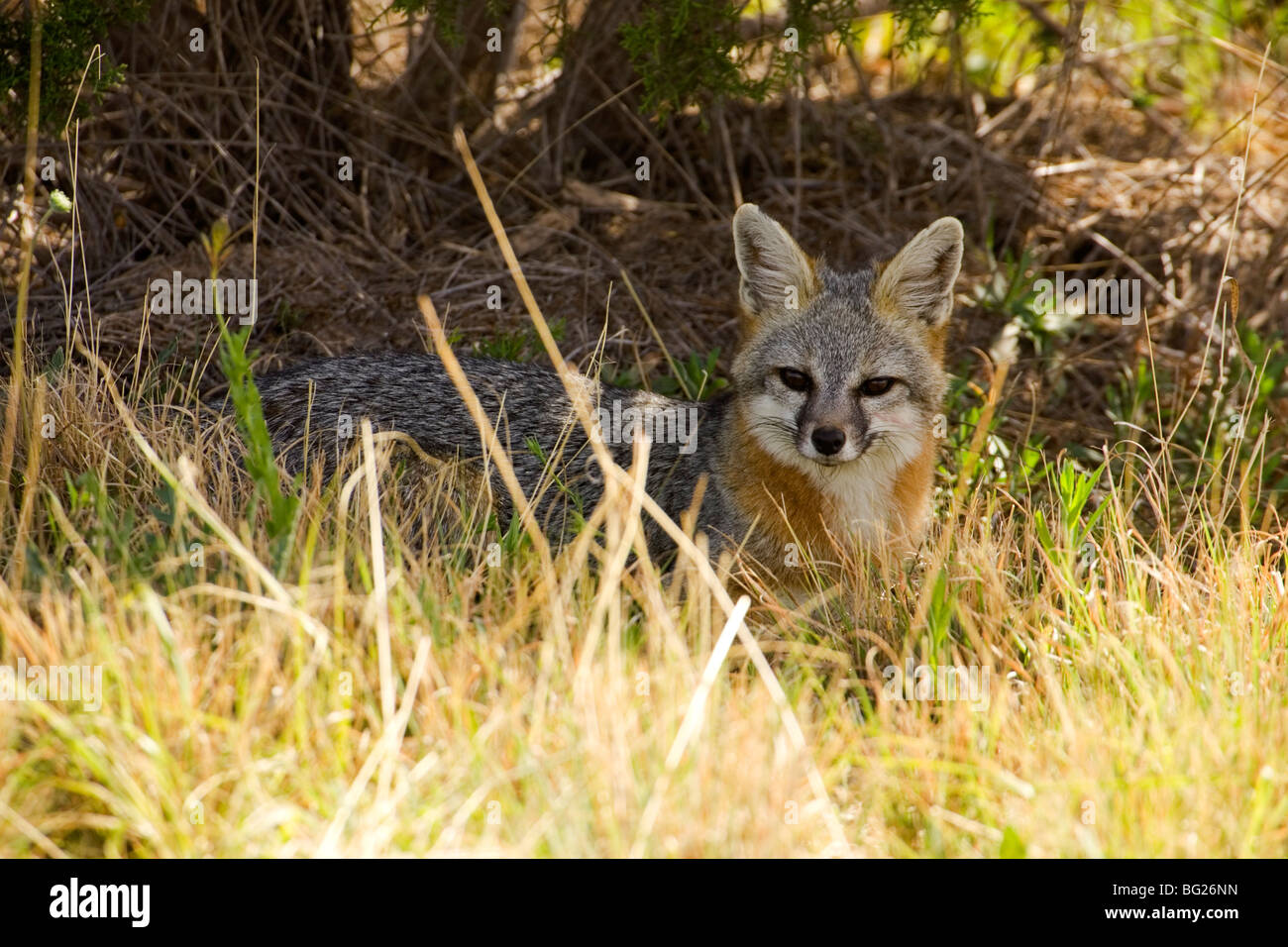 Gray fox on the side of the road on Hwy 90 between Sanderson and ...