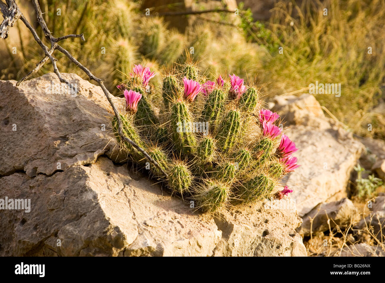 Strawberry Cactus flowers in Big Bend National Park, TX Stock Photo - Alamy