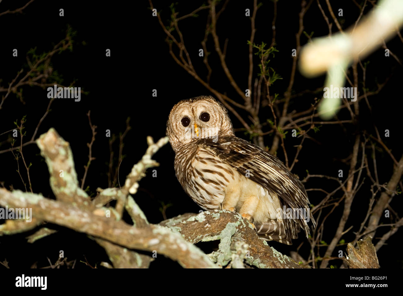 Barred owl hi-res stock photography and images - Alamy