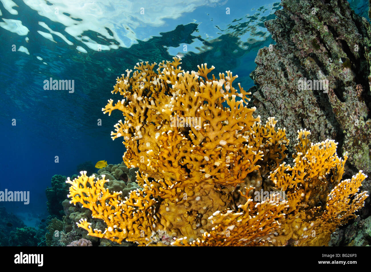 "Fire coral", Millepora dichotoma, underwater on coral reef with ...