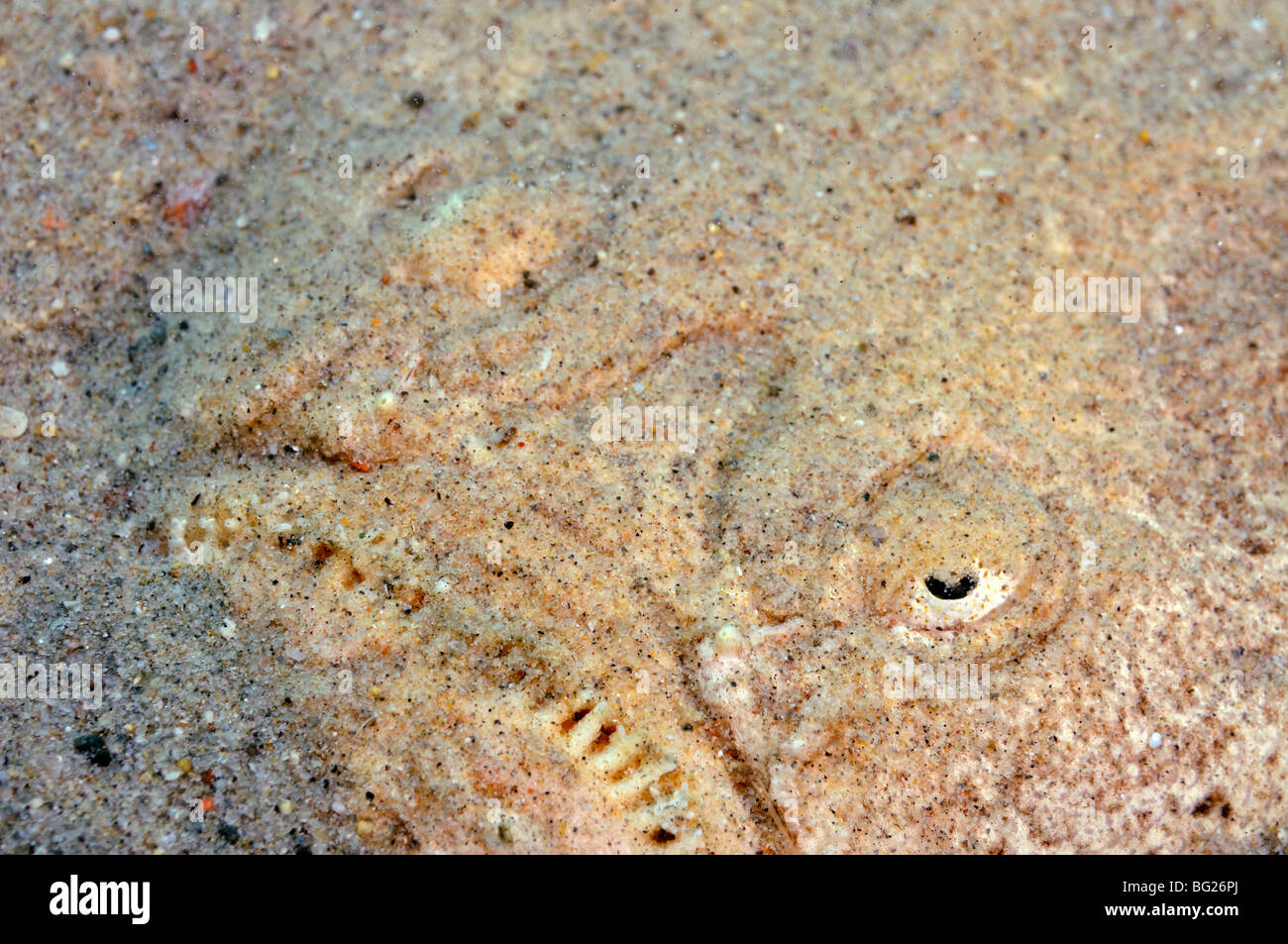 Stargazer fish, Uranoscopus sulphureus, buried in sand, "Red Sea Stock ...