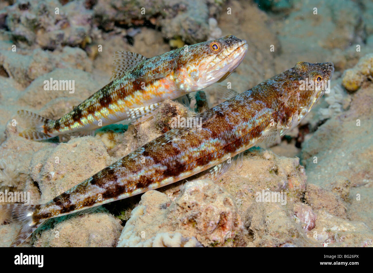 Two Reef lizardfish, Synodus variegatus, sitting on coral reef Stock ...