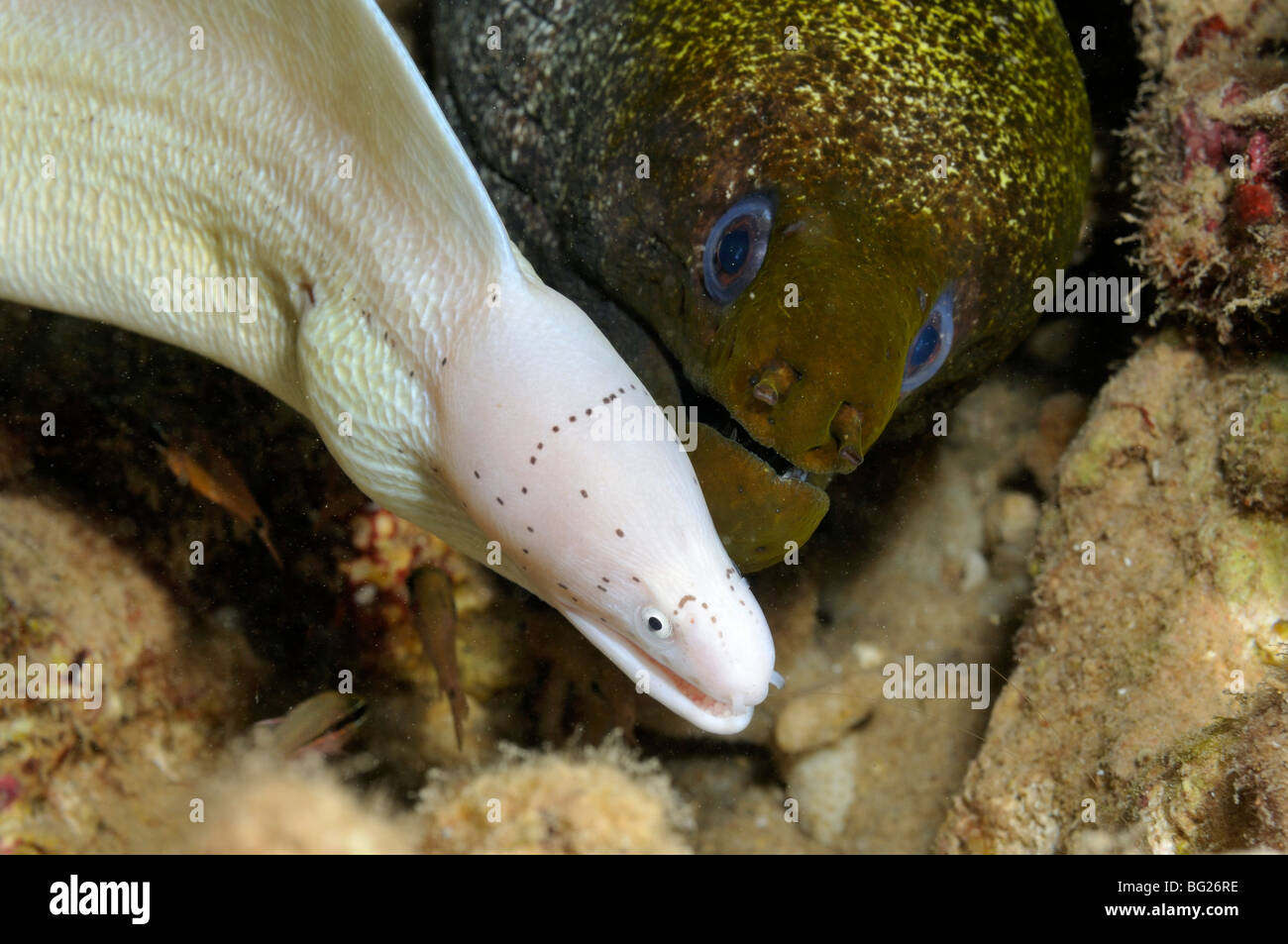 Gray moray eel, Gymnothorax griseus, and Undulated moray, Gymnothorax ...