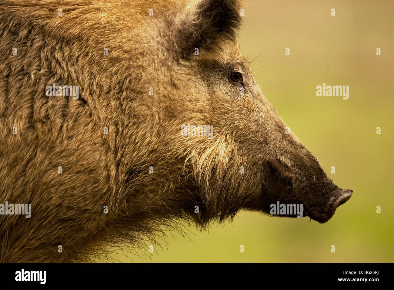 Feral hog hi-res stock photography and images - Alamy