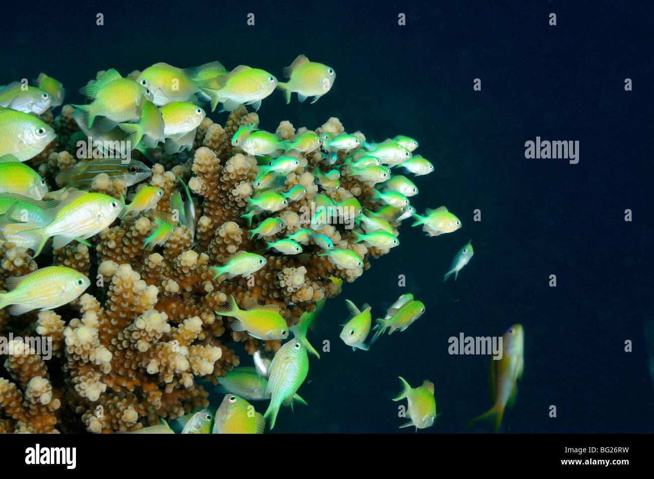 Bluegreen chromis fish, Chromis viridis, on Acropora lamarcki coral of ...