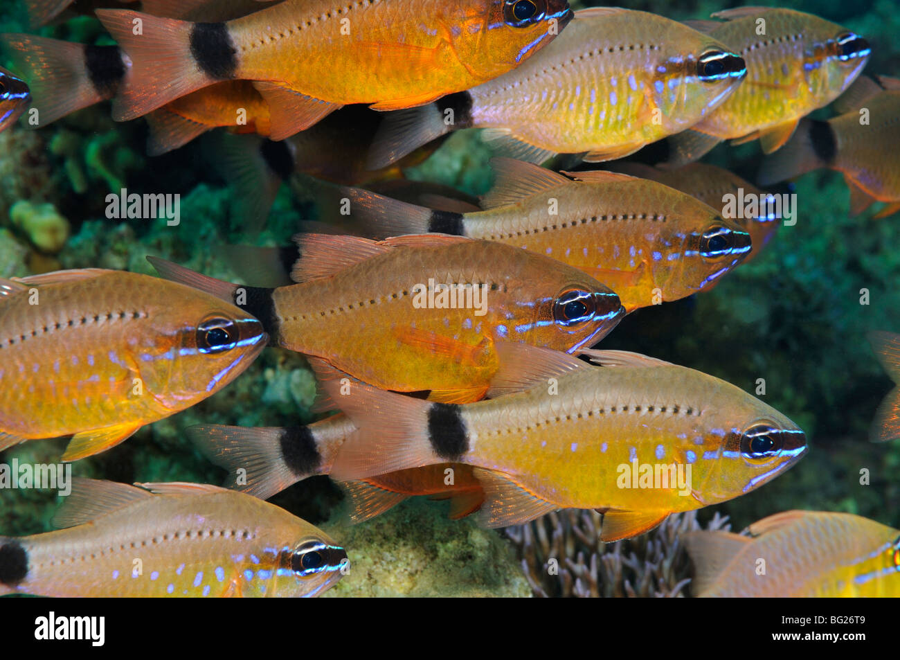 Aggregation of "Flower cardinalfish" fish, Apogon fleurieu, on coral ...