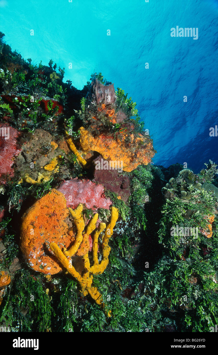 Coral reef underwater at Cozumel in Mexico Stock Photo - Alamy